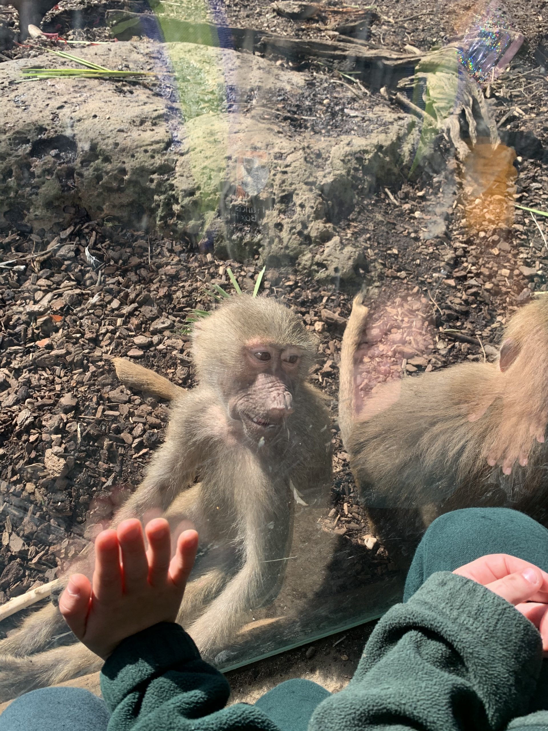 A Trip to the Zoo - St Francis Xavier